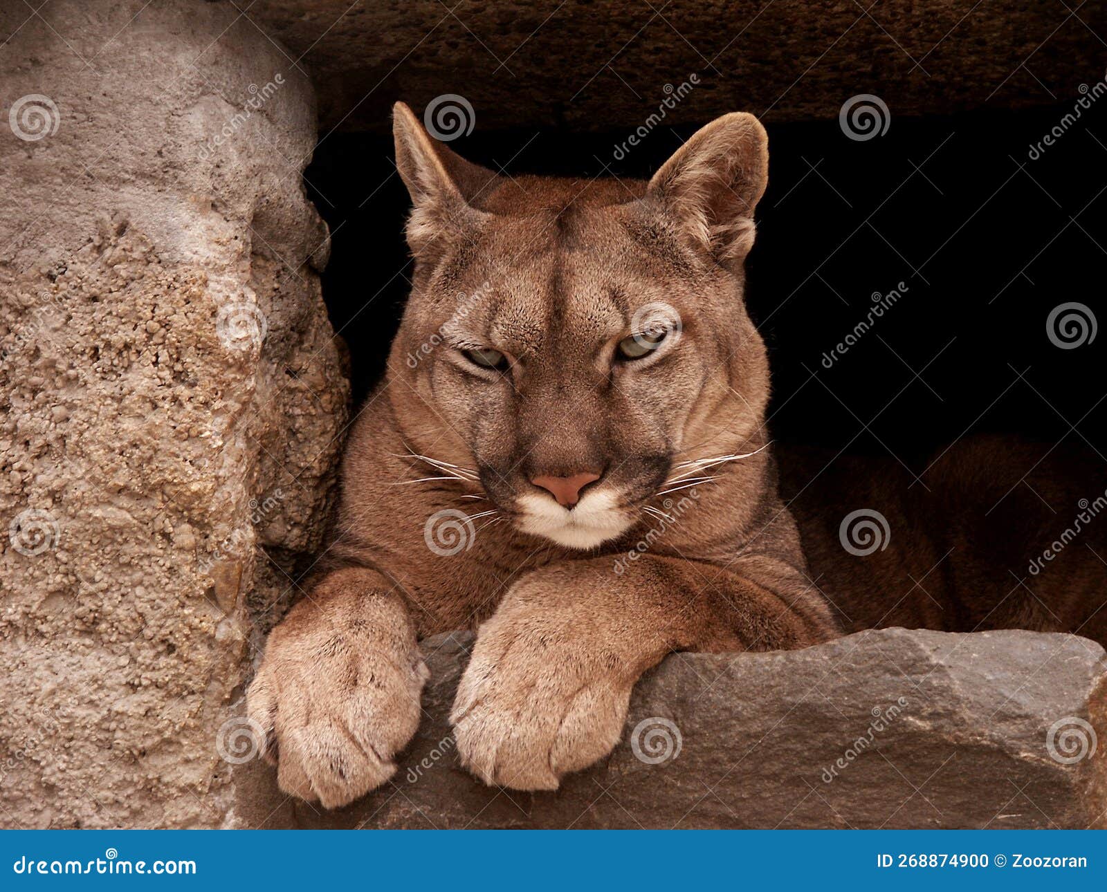 Concolor de puma foto de stock. Imagem de naphtali, pantera - 268874900