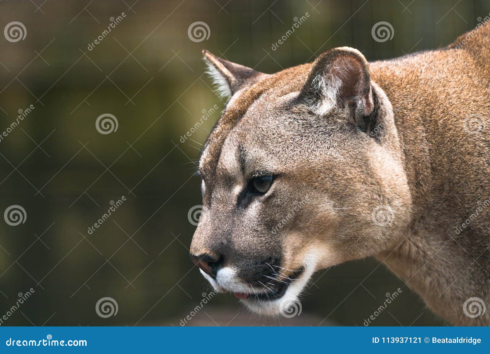 Concolor del puma del puma immagine stock. Immagine di animale - 113937121
