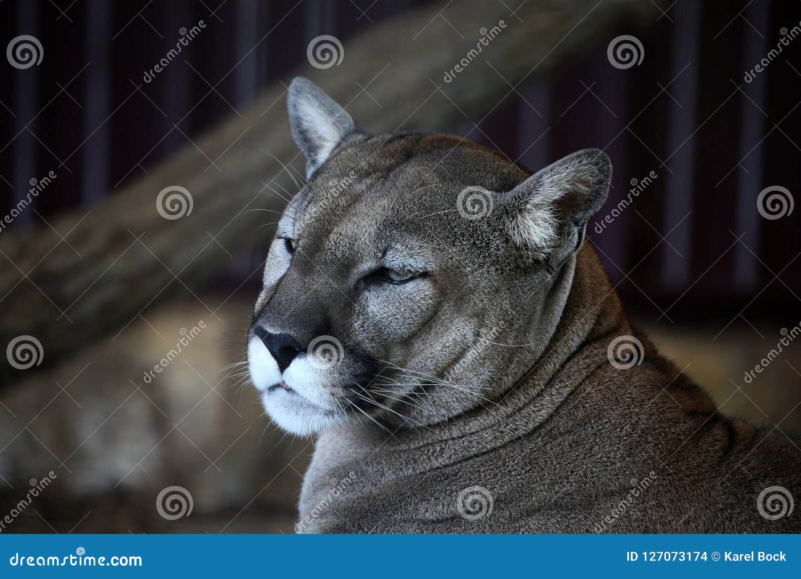 Concolor Do Puma Do Puma No Parque Selvagem Foto de Stock - Imagem de ...