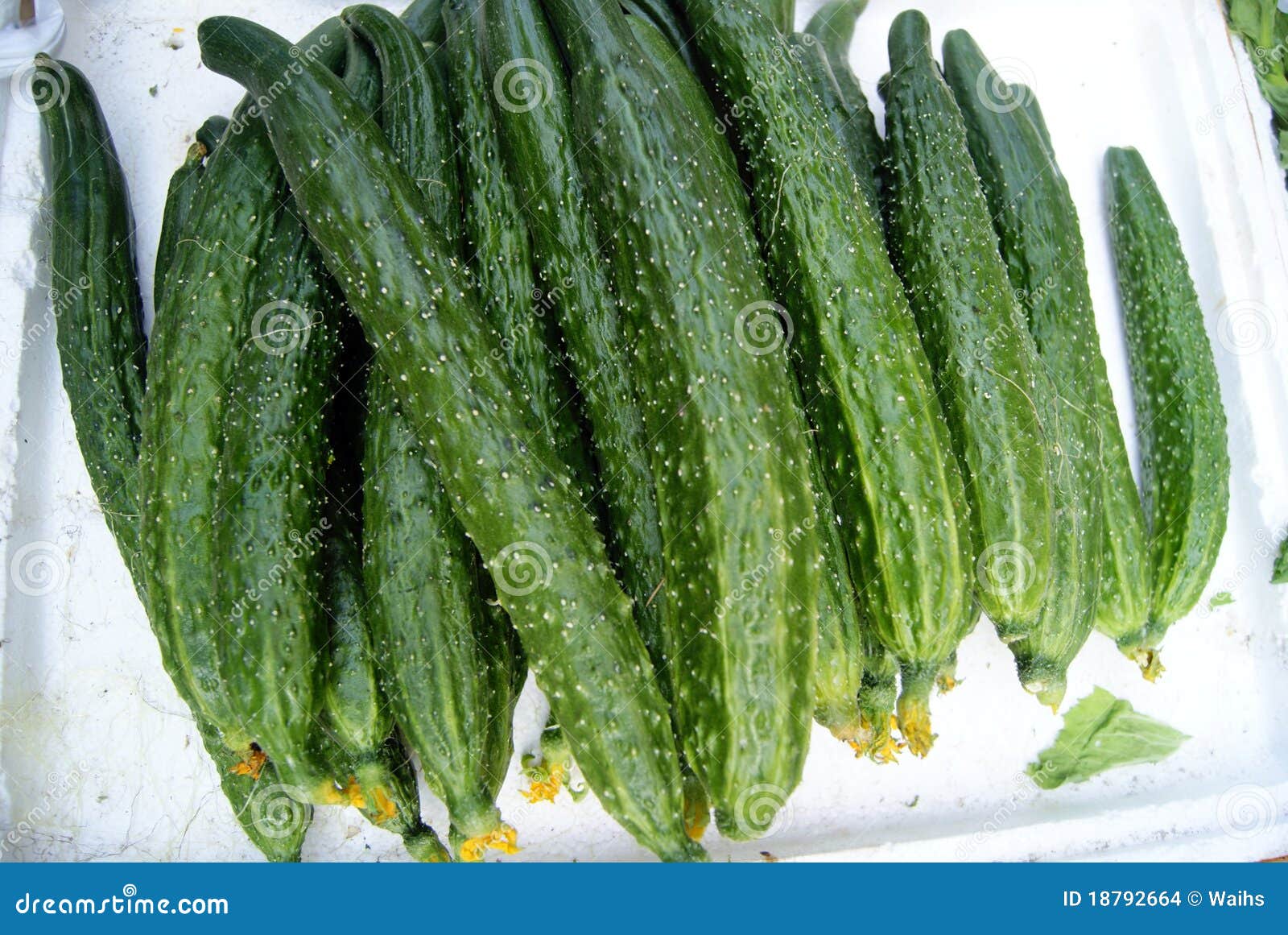 Concombre photo stock. Image du doux, plantation, centrales - 18792664