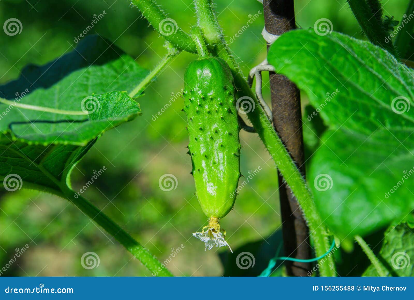 Concombre Cucumis Sativus Dans Le Potager Photo stock - Image du fermer ...