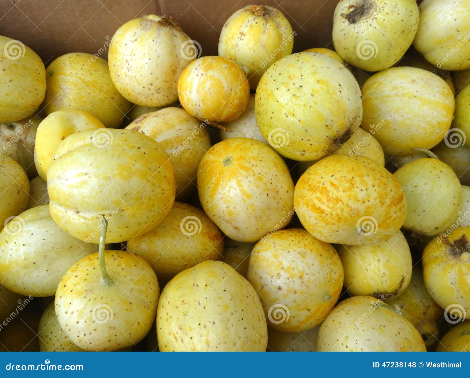 Concombre De Citron, 'citron' Sativus De Cucumis Photo stock - Image du ...