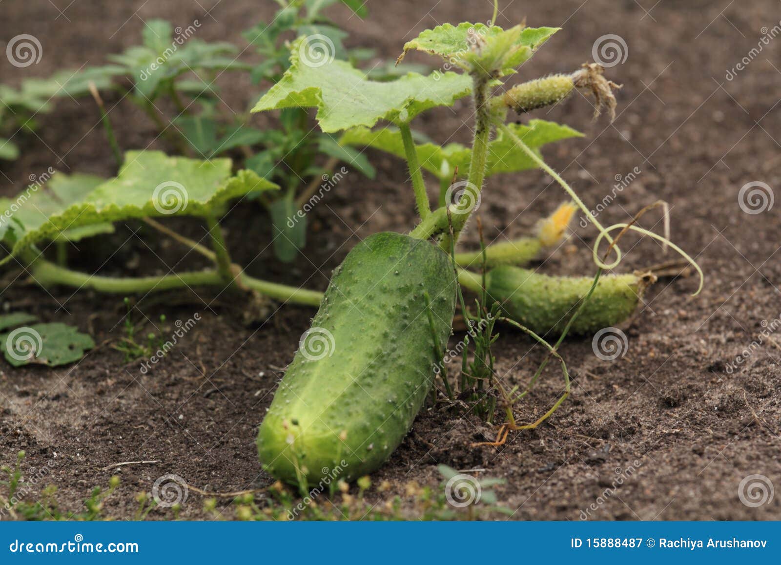 Concombre de jardin image stock. Image du concombre, vert - 15888487