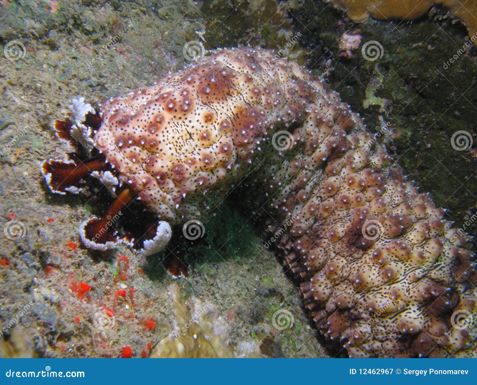 Concombre de mer image stock. Image du durée, tropical - 12462967