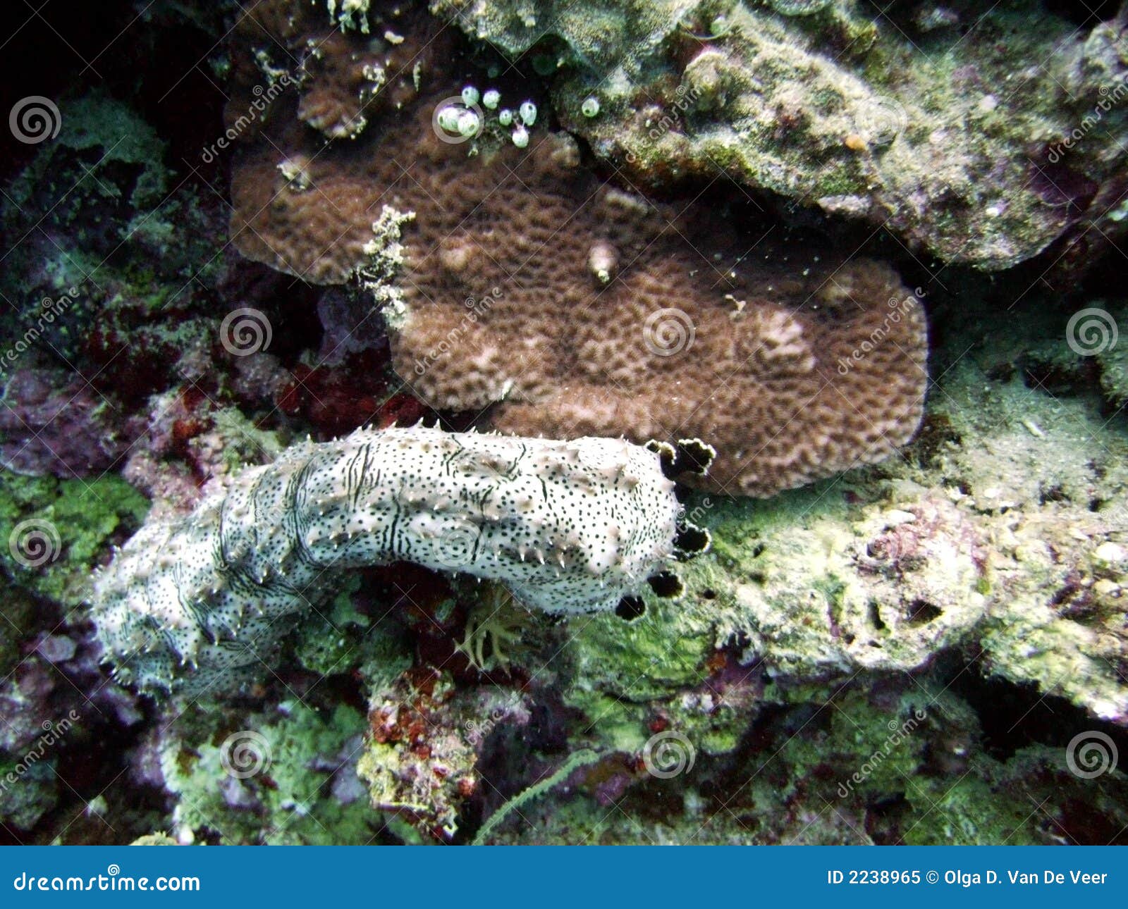 Concombre de mer image stock. Image du délicatesse, repèré - 2238965