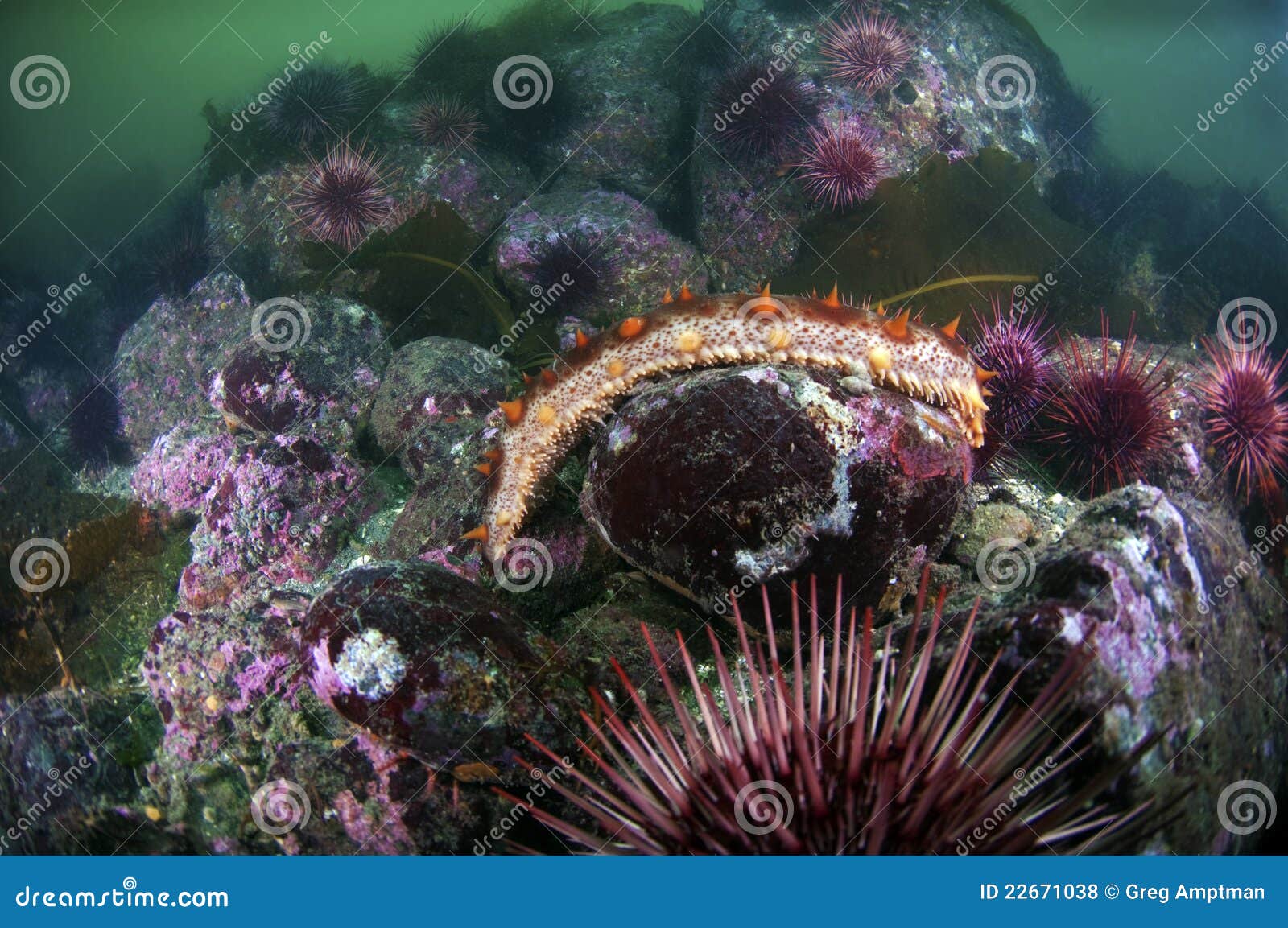 Concombre de mer photo stock. Image du durée, marin, tourisme - 22671038