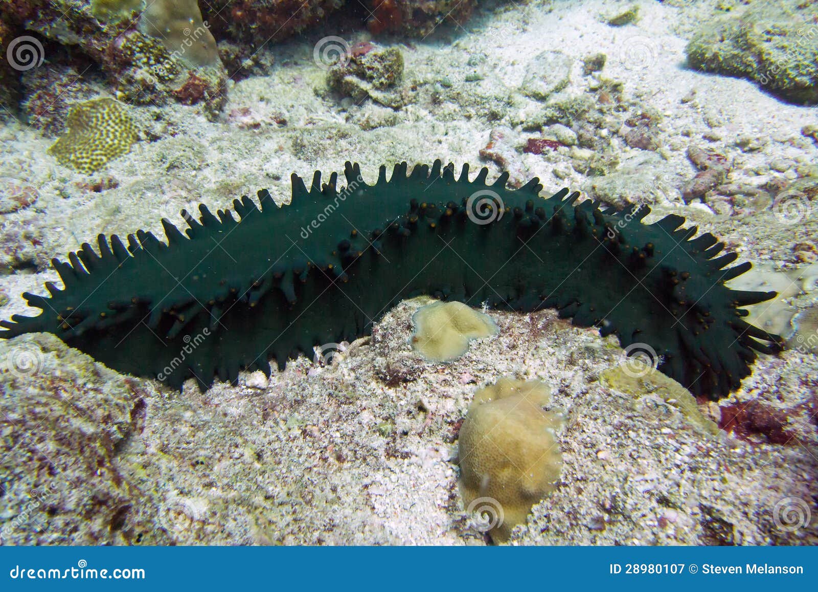 Concombre De Mer Avec Des Papilles Image stock - Image du lingot ...