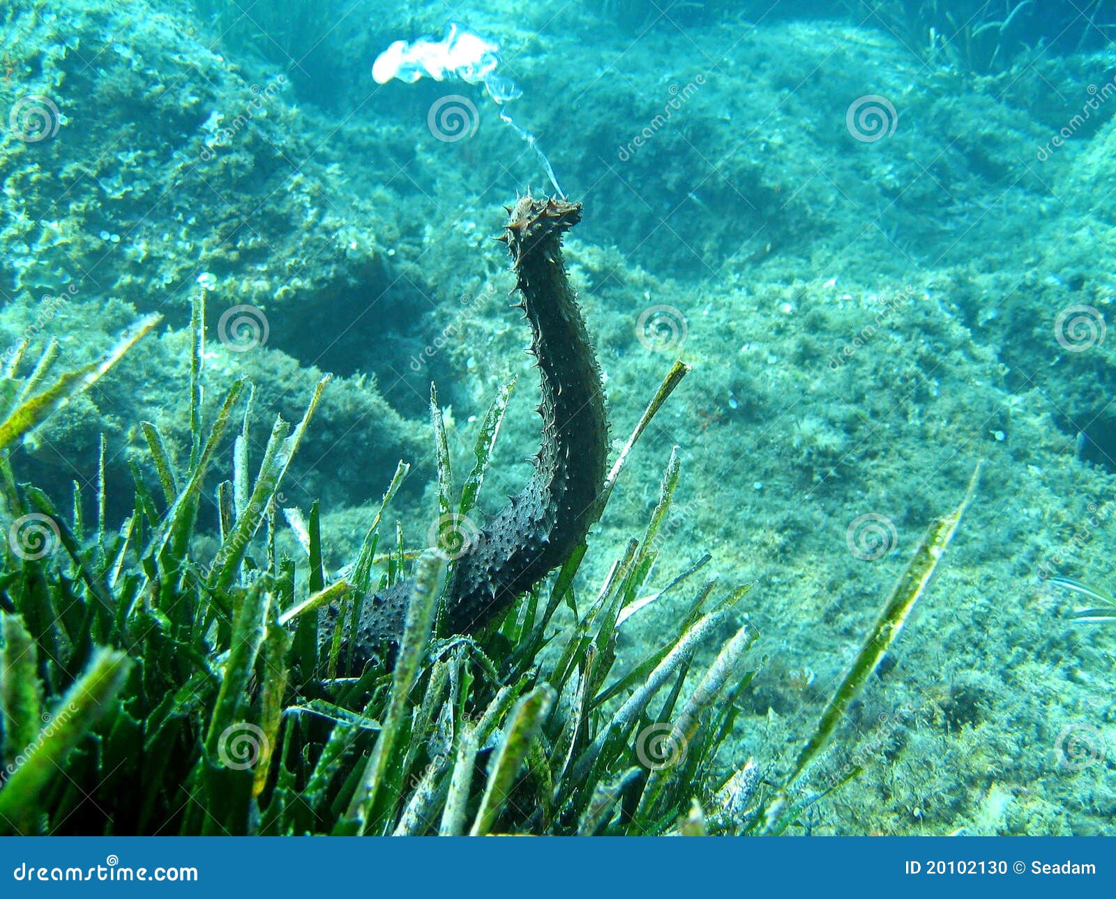 Concombre De Mer De Tubulosa De Holothuria Photo stock - Image du ...