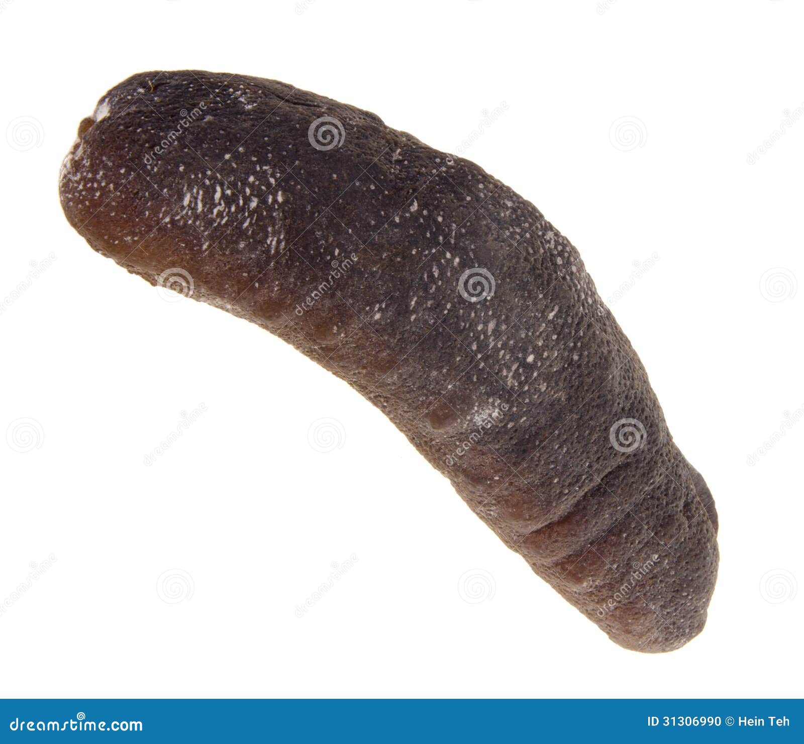 Concombre De Mer. Fermez-vous Vers Le Haut Du Concombre De Mer Sec ...