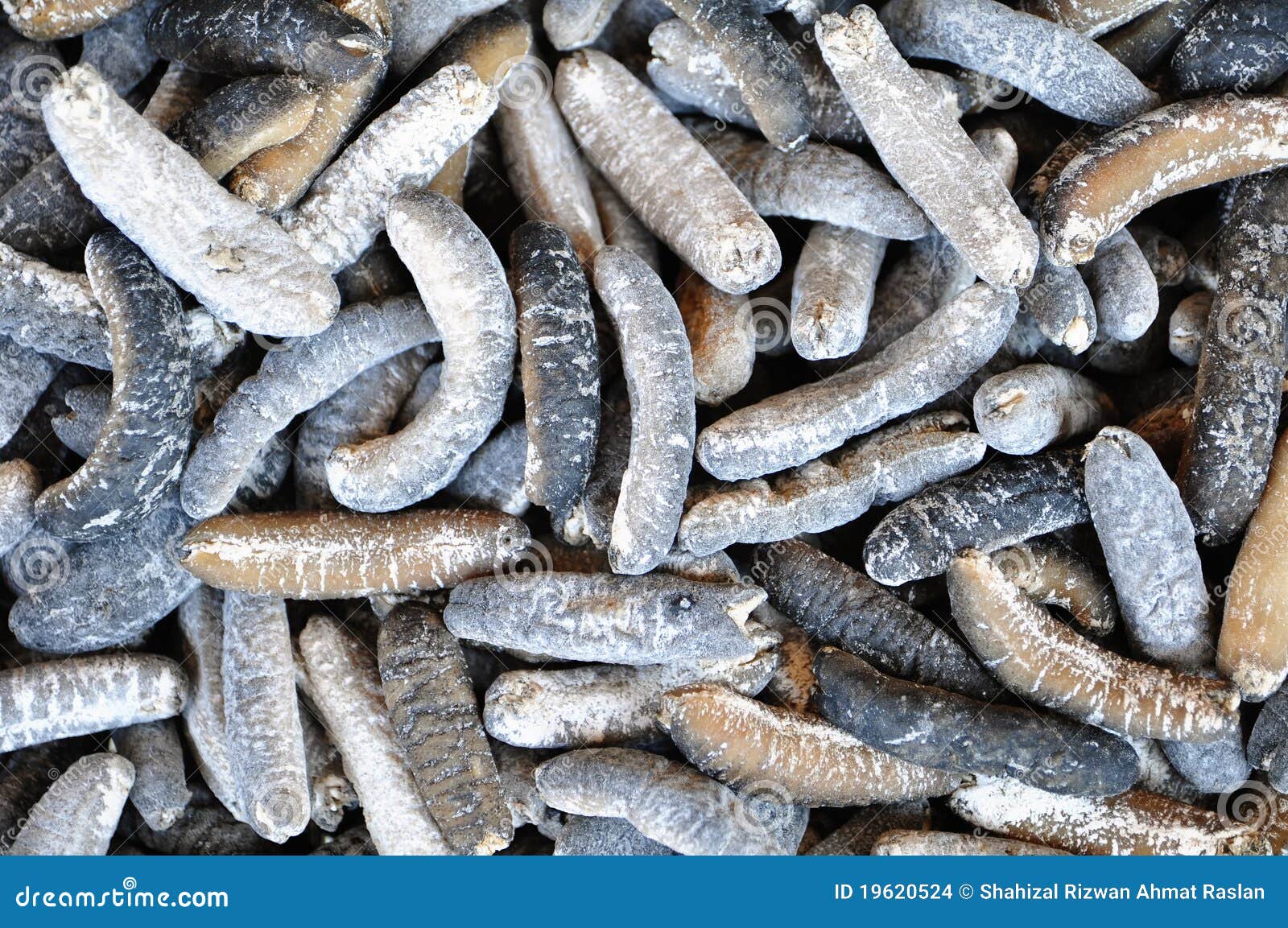 Concombre de mer sec photo stock. Image du concombre - 19620524