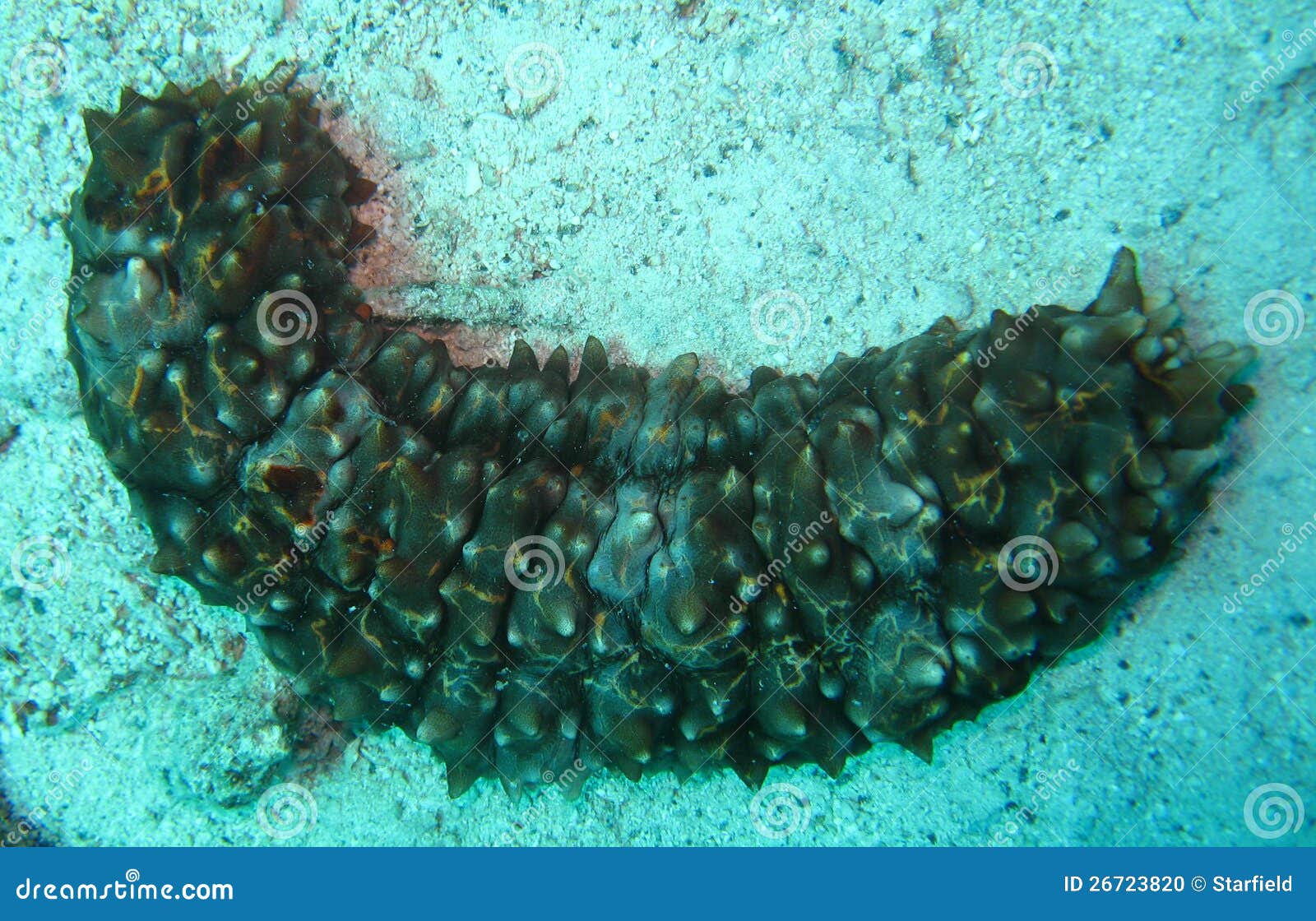 Concombre De Mer Sur Le Bas De Sable De La Mer Rouge Photo stock ...