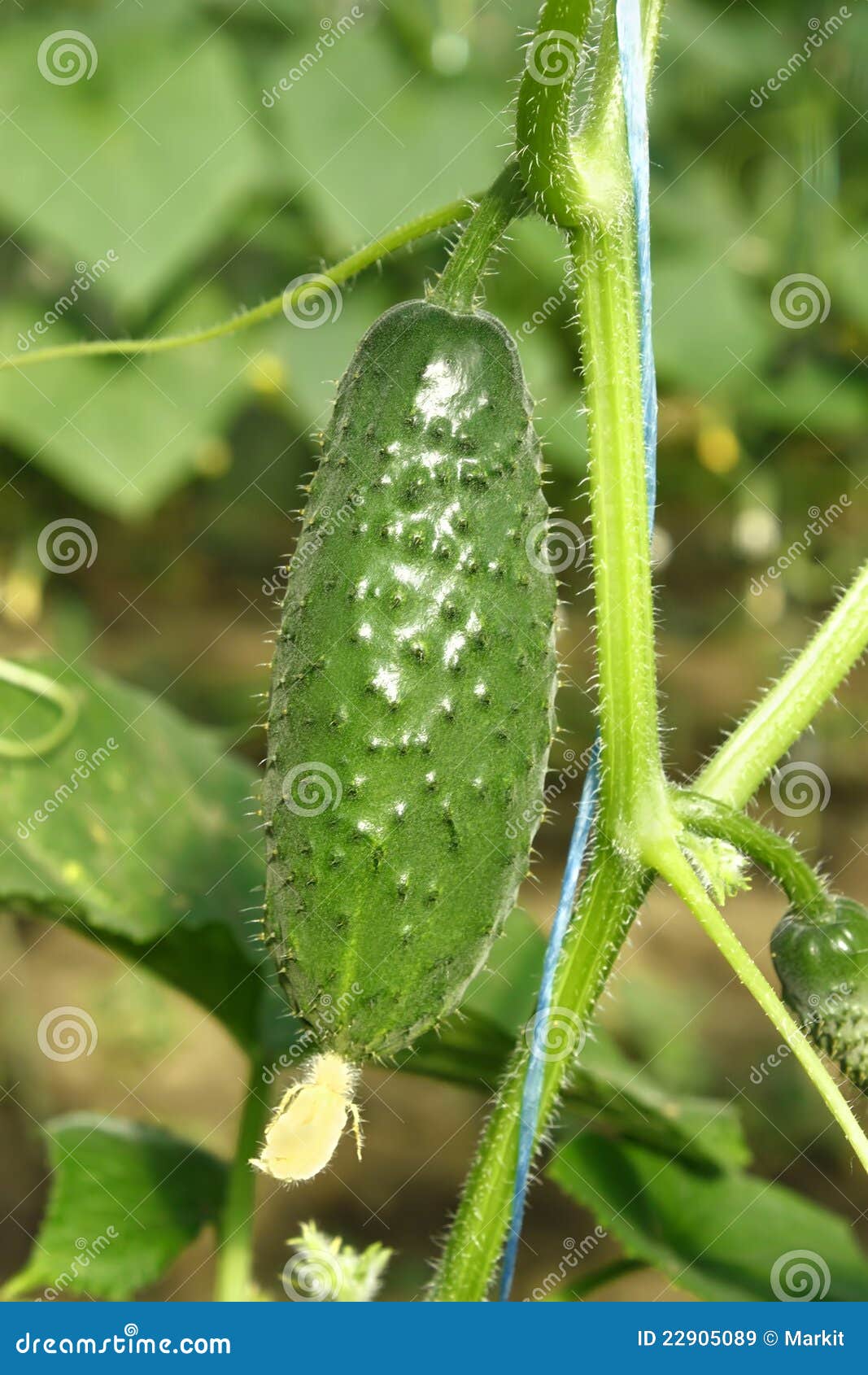 Concombre Vert En Serre Chaude Image stock - Image du cultivez, serre ...