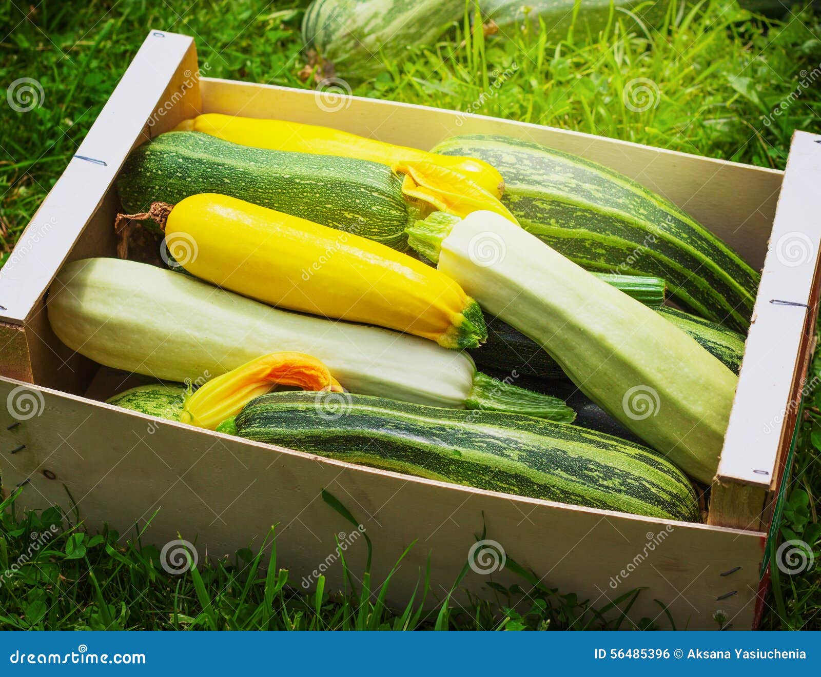 Concombre Vert Sain Frais De Courgettes De Courgette Photo stock ...