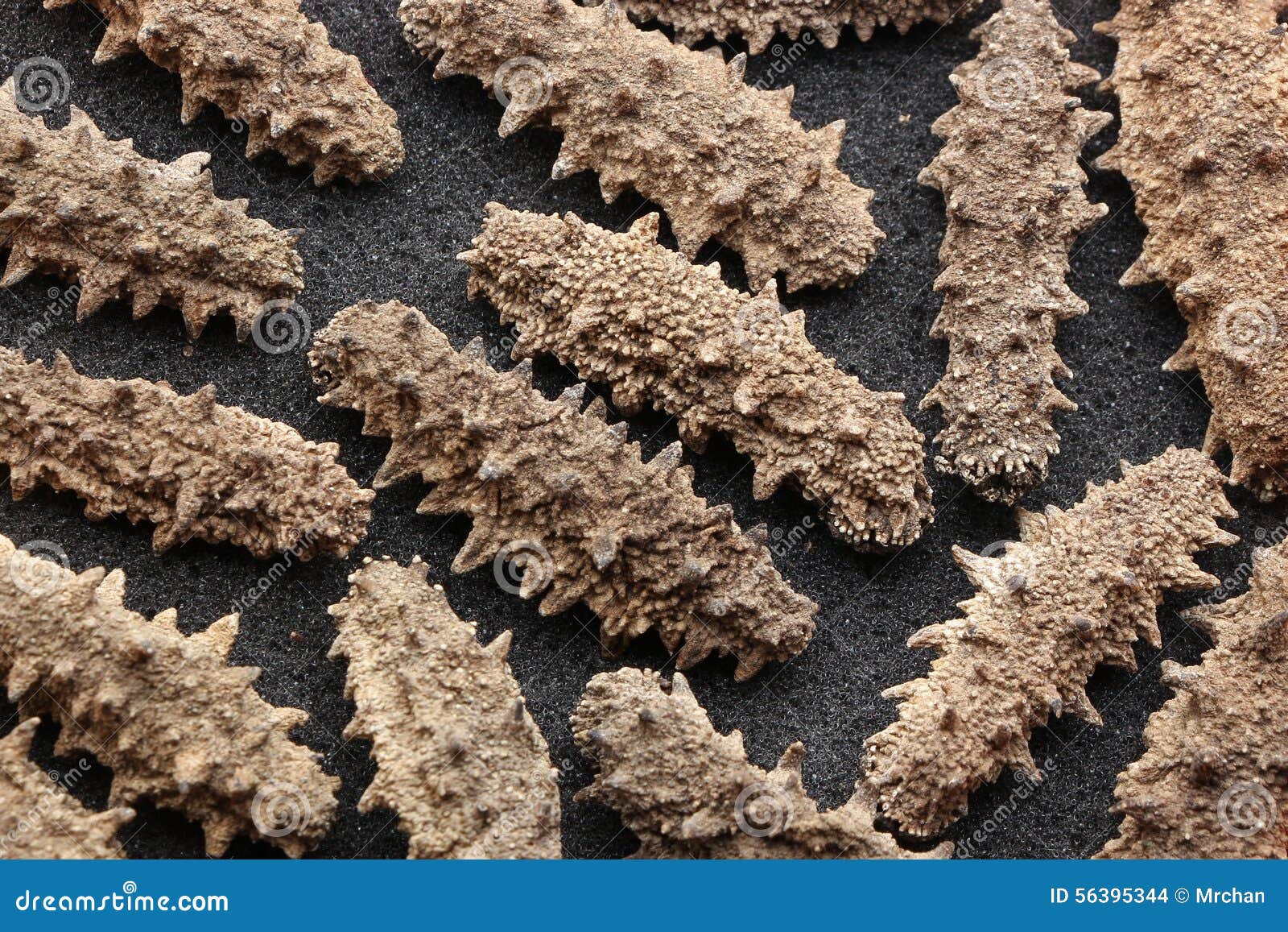 Concombres de mer photo stock. Image du peau, marin, fuselage - 56395344