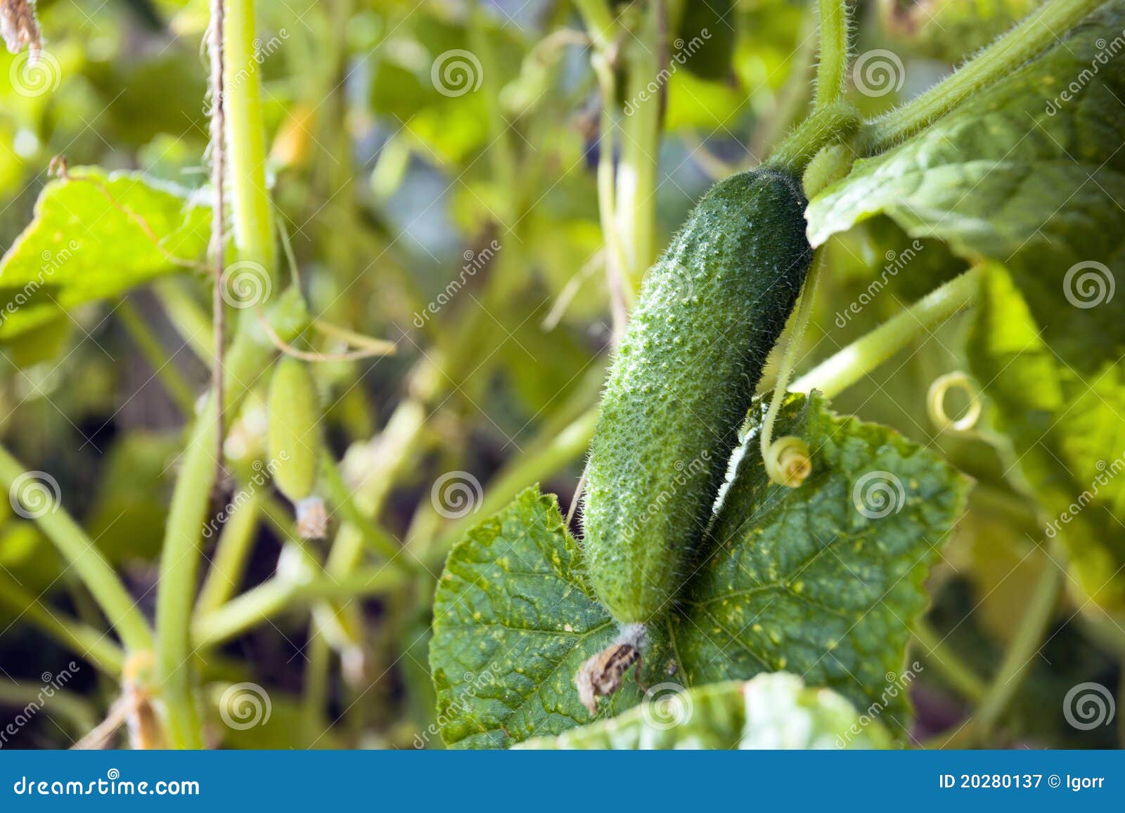 Concombres verts image stock. Image du collecte, été - 20280137