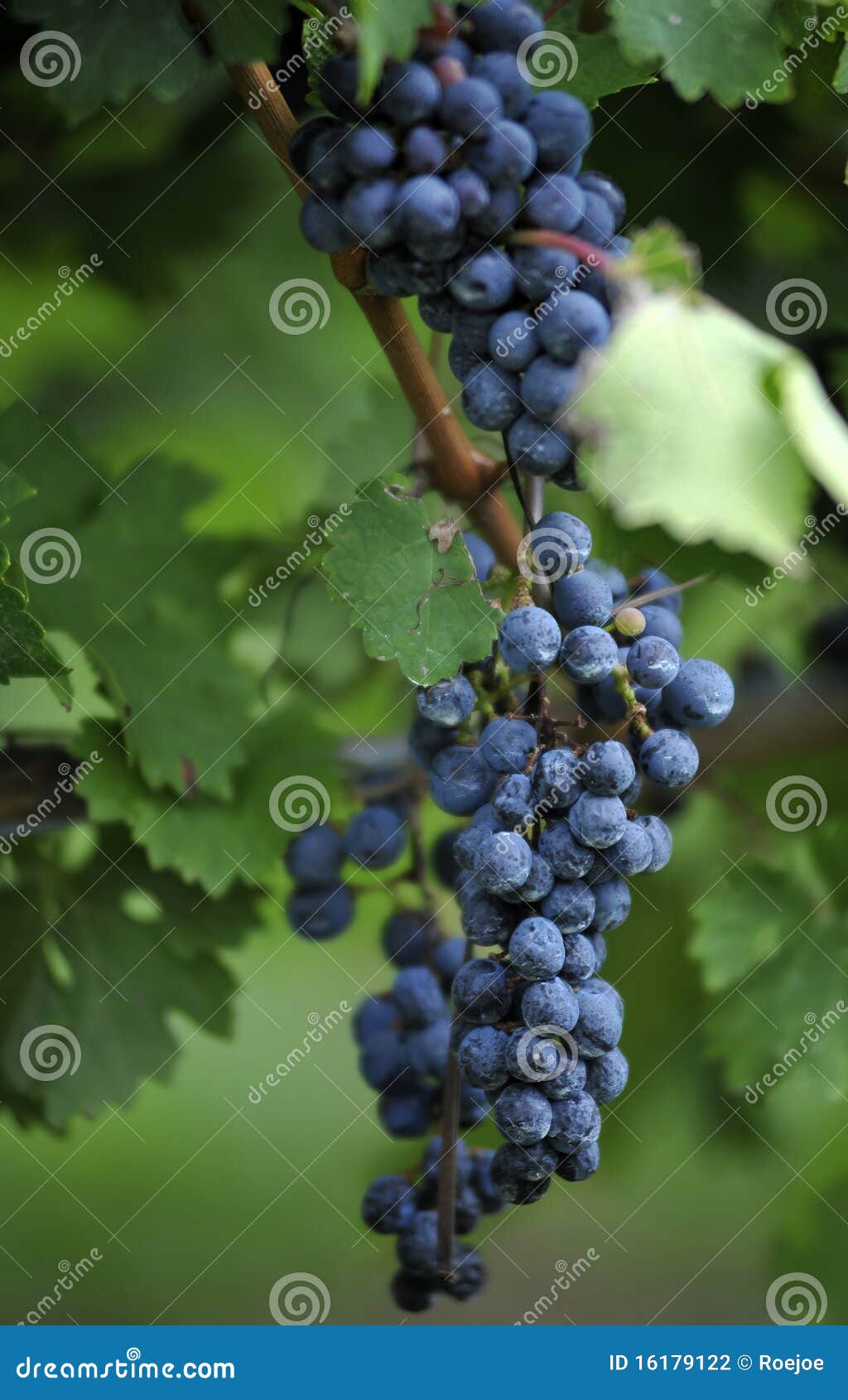 Concord grape close-up stock photo. Image of vine, vertical - 16179122