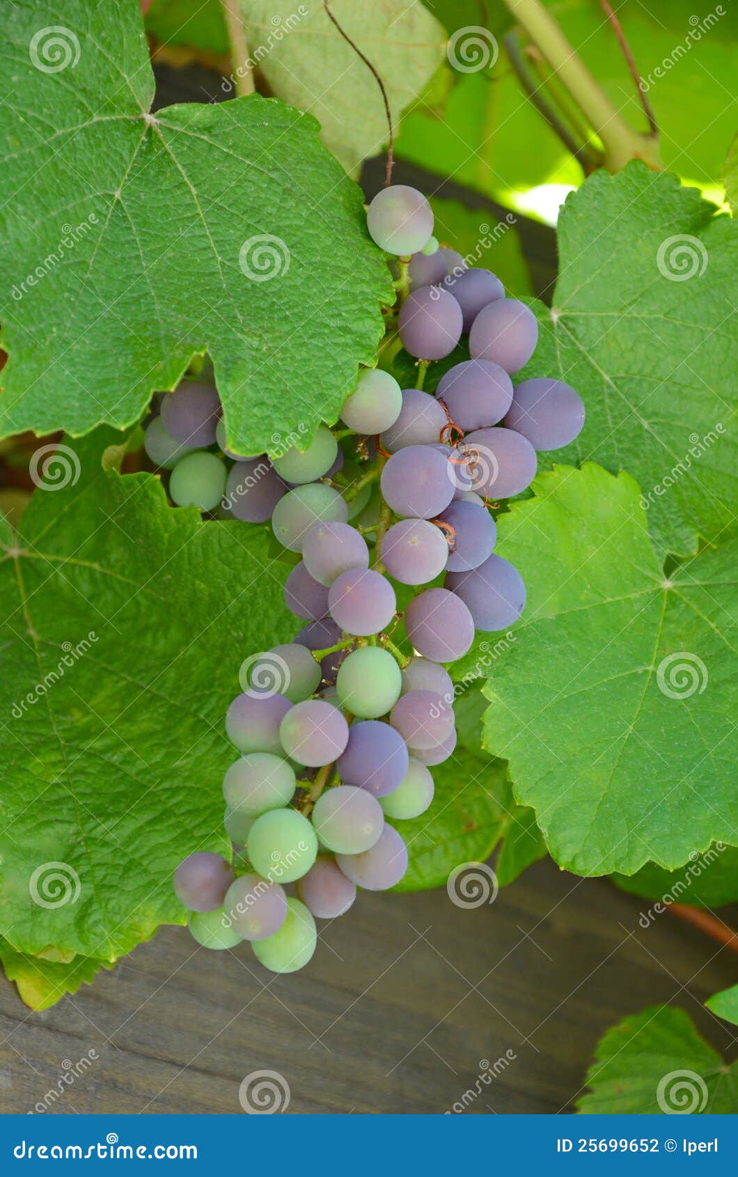 Concord grapes stock photo. Image of purple, nature, green - 25699652