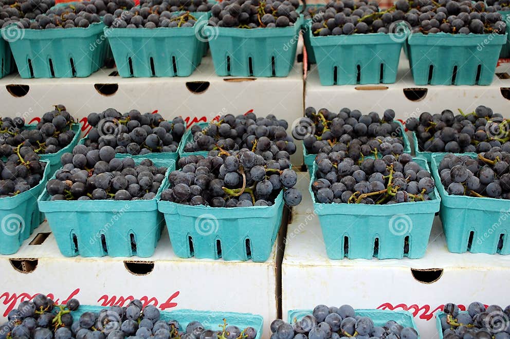 Concord Grapes stock image. Image of fresh, grapes, grape - 26756545
