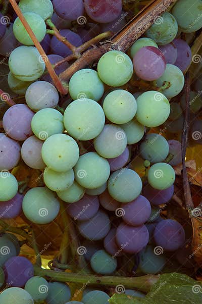 Concord wine grapes stock photo. Image of agriculture - 1098984