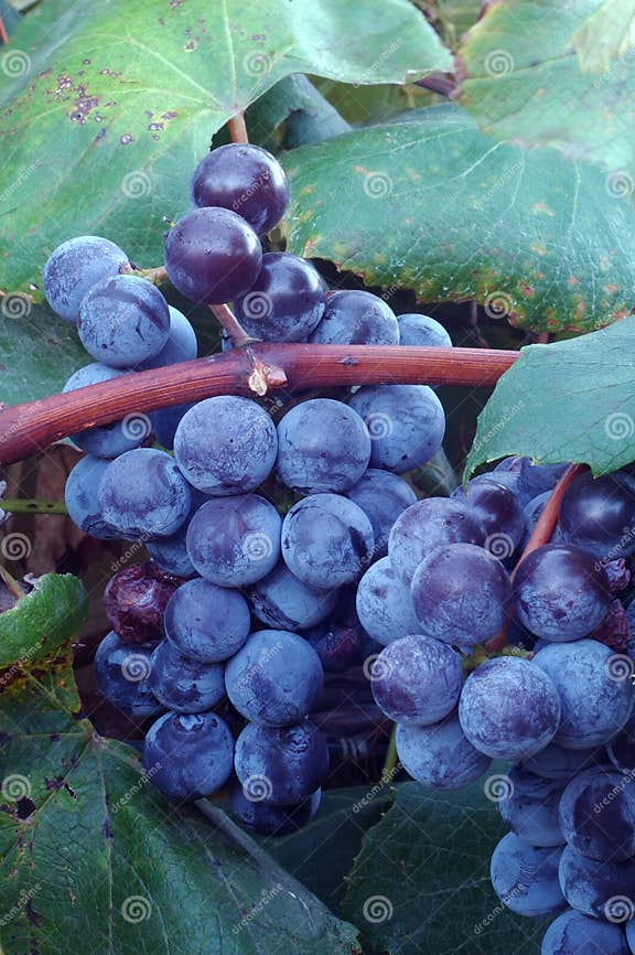 Concord wine grapes stock image. Image of grapes, plants - 670161