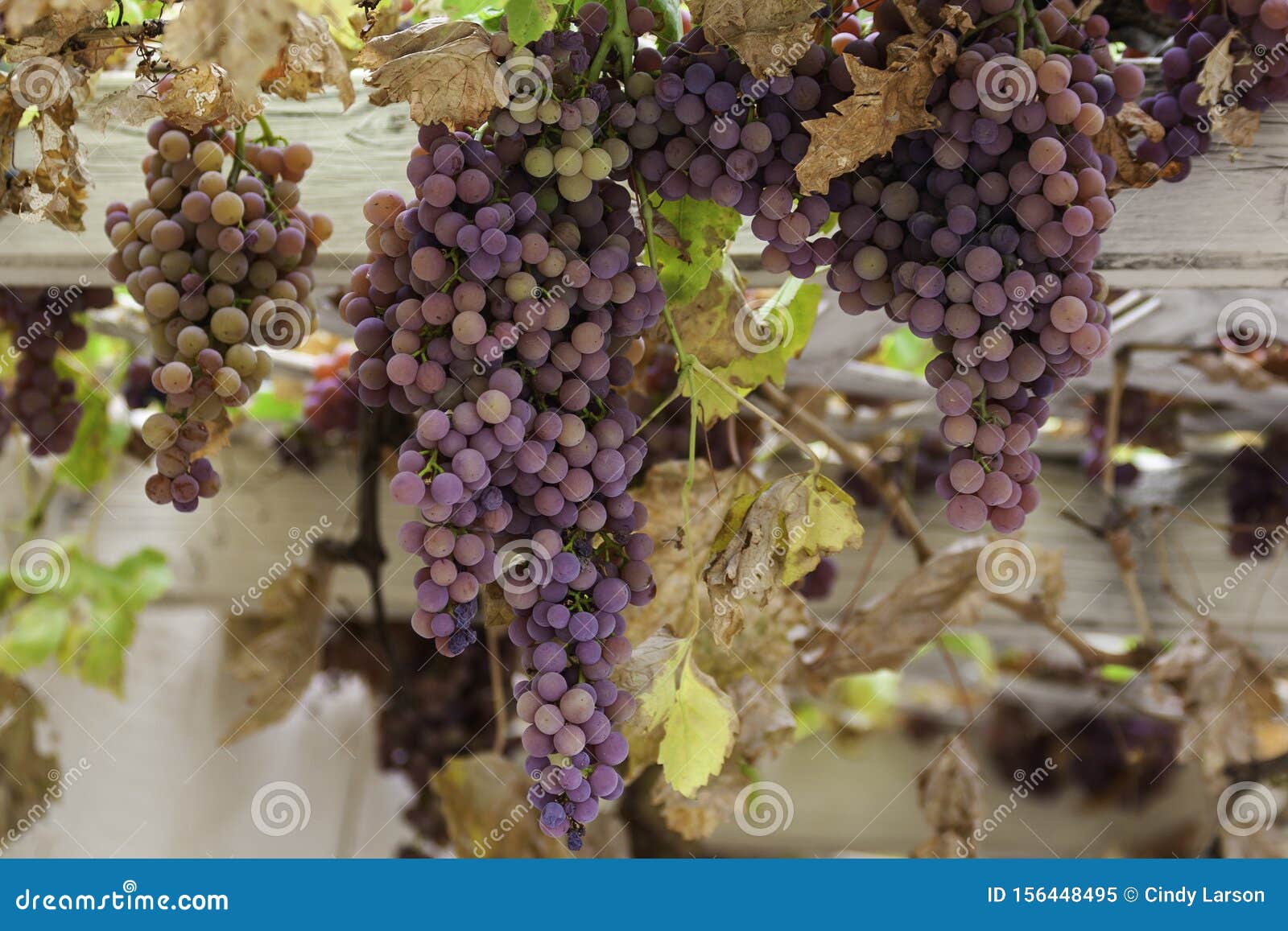 Concordar Uvas Moradas En La Cosecha De Utah Imagen de archivo - Imagen ...