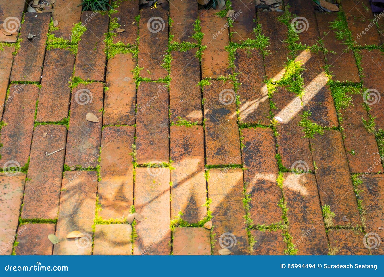 Concrete Block Floor with Green Moss Stock Photo - Image of nature ...