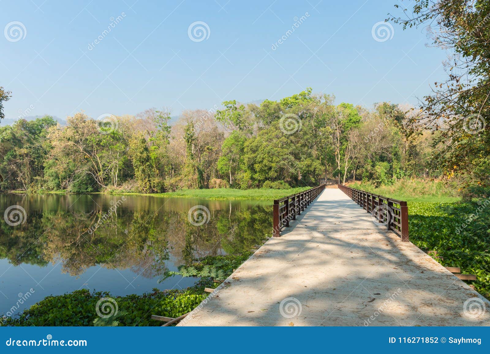 Concrete Bridge and Pond in Forest Stock Photo - Image of environment ...