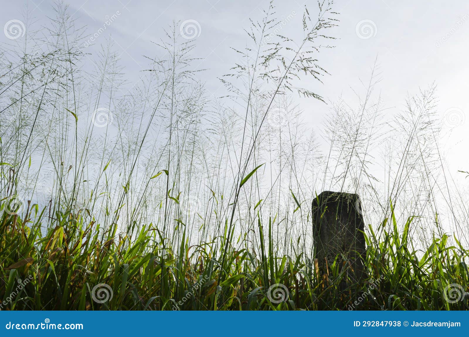 Concrete Post in Grass stock photo. Image of outdoors - 292847938