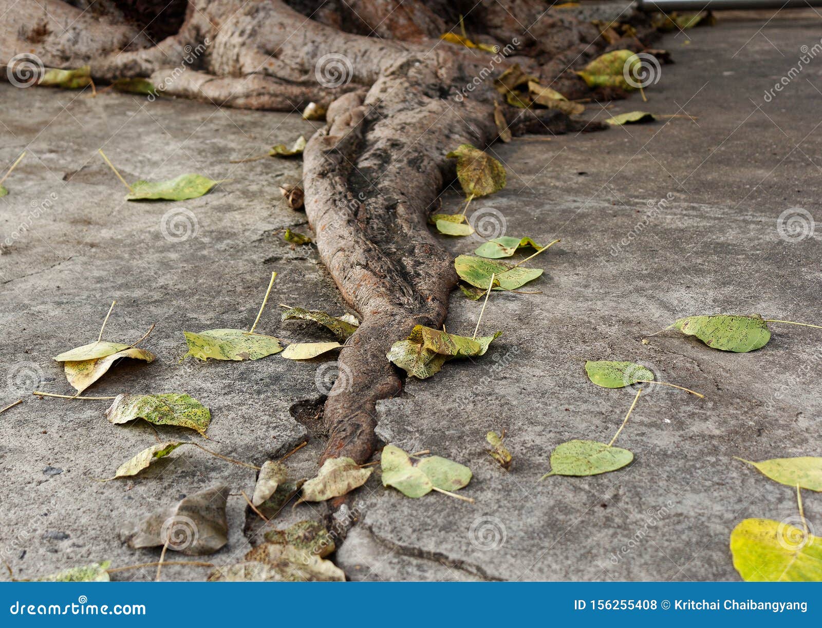 Concrete Cover Root of Sacred Fig Tree Stock Photo - Image of bodhi ...