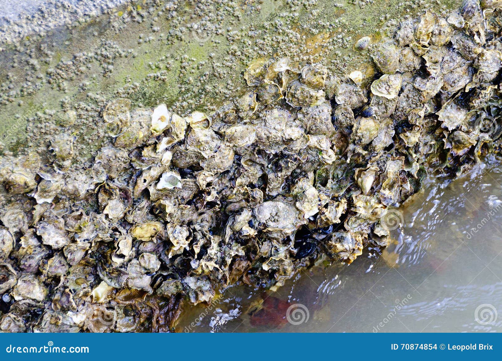 Concrete covered by shells stock photo. Image of salt - 70874854