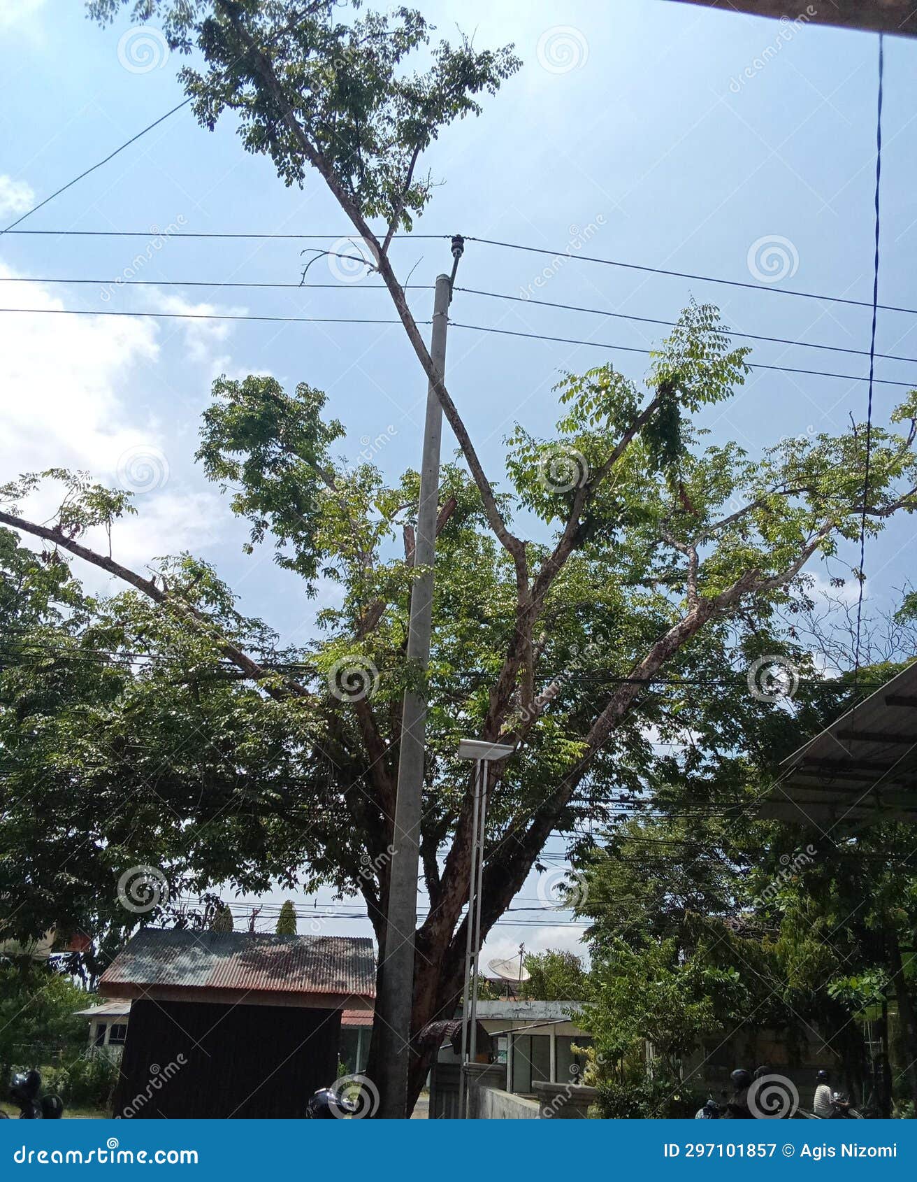 Concrete Electricity Pole Next To an Old Tree Stock Image - Image of ...