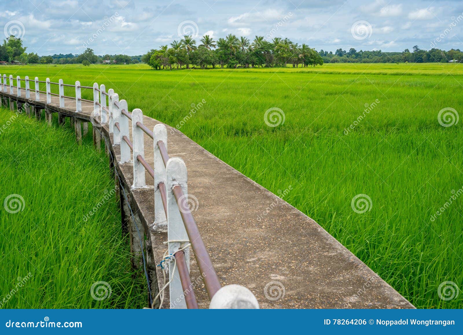 Concrete Elevated Walkway in Green Rice Field Stock Photo - Image of ...