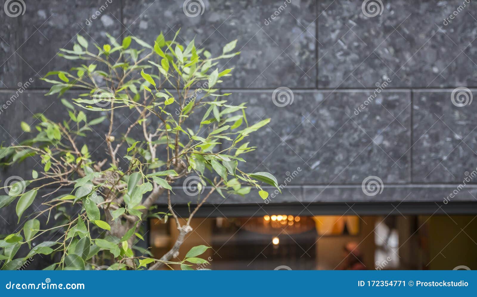 Concrete Facade with Green Tree, Cafe Exterior, Panorama Stock Image ...
