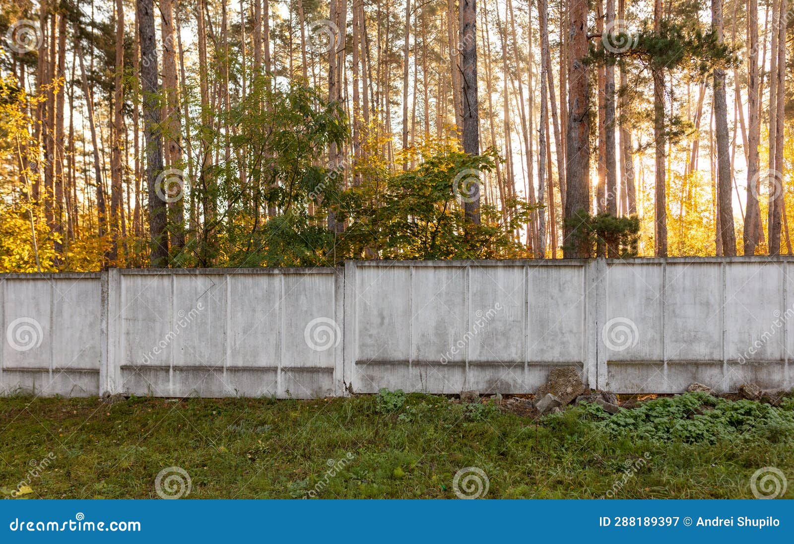Concrete Fence in the Forest in Autumn Stock Image - Image of travel ...