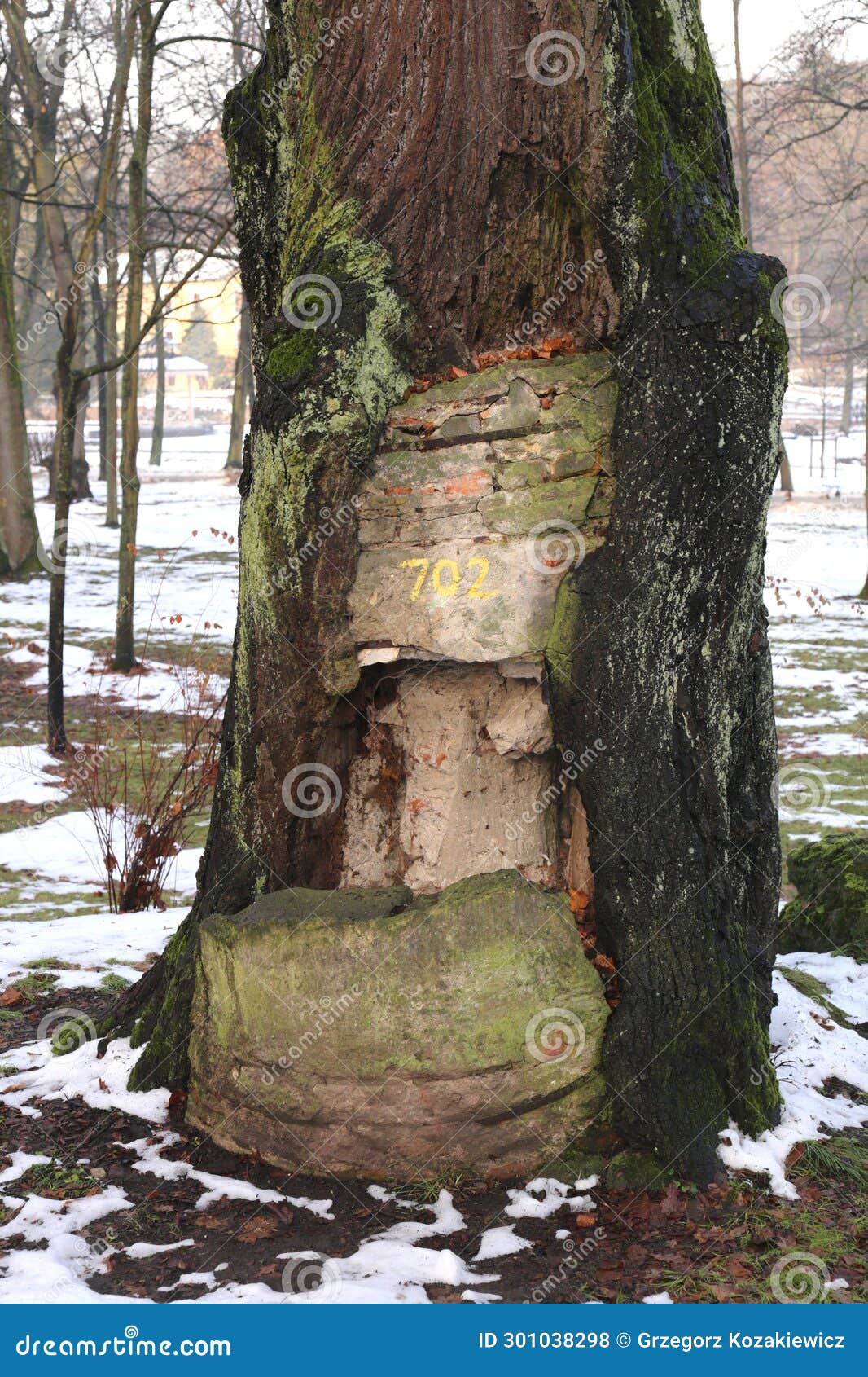 Concrete Filling of the Wound of the Tree Stock Photo - Image of tree ...