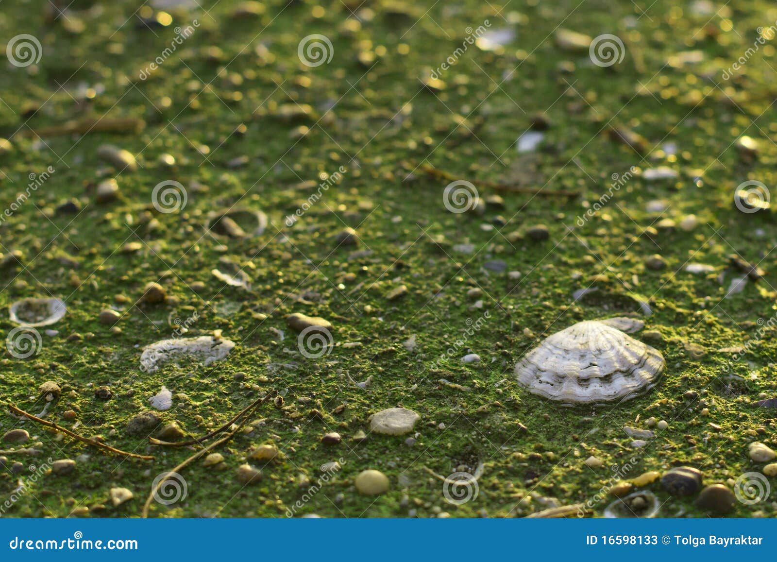 Concrete floor with shell stock image. Image of cement - 16598133