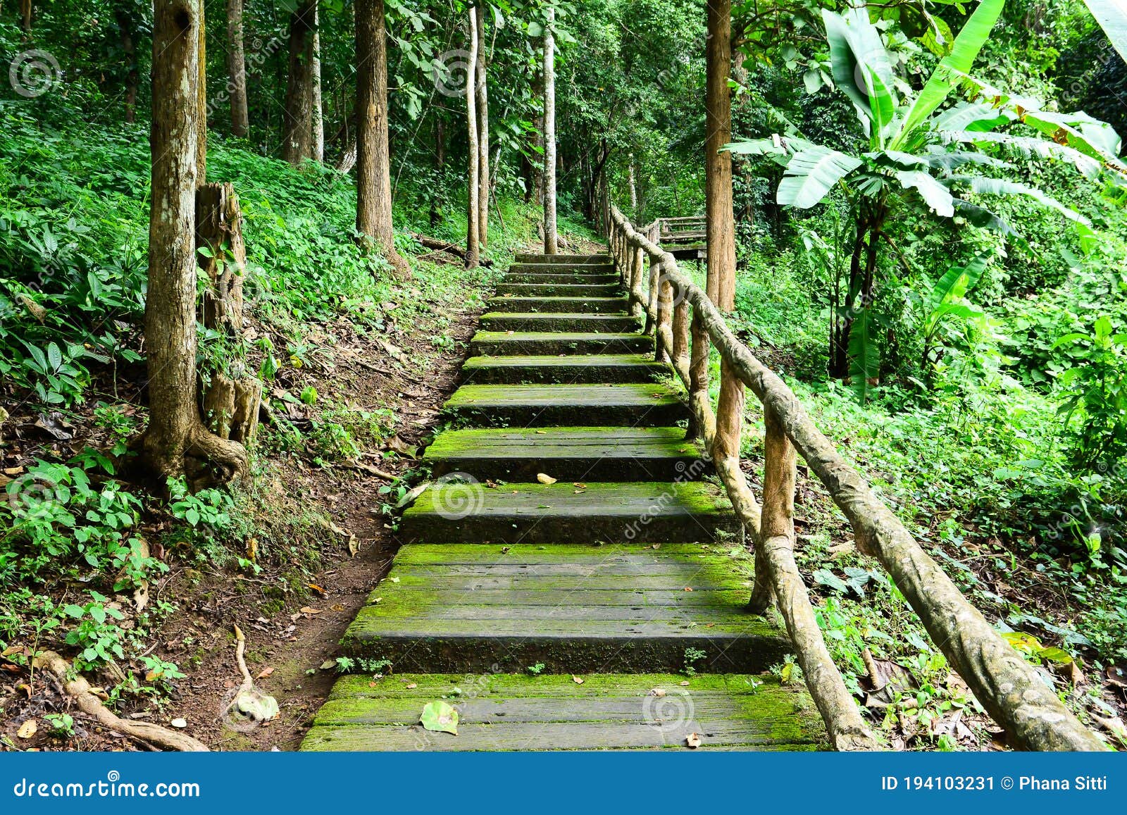 Concrete Footpath in the Forest Background. Cement Pavement in the ...