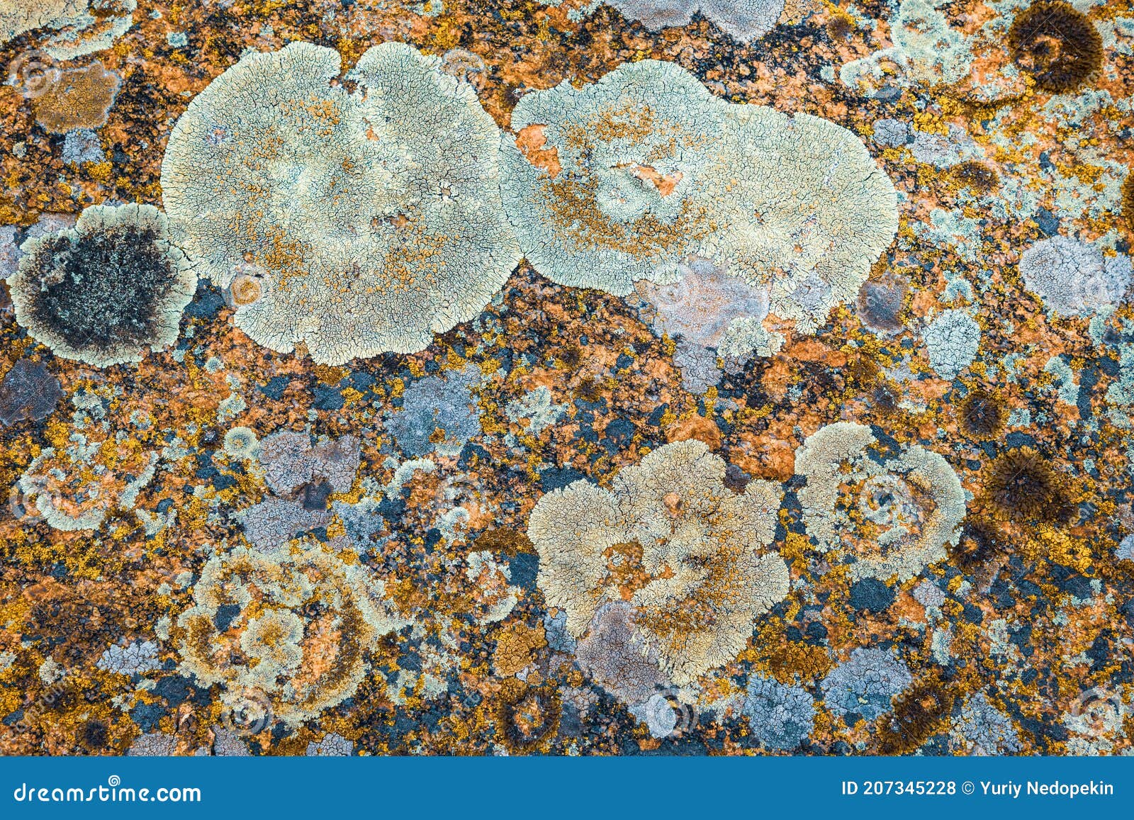 Multi-colored Fungus Texture on the Stones Stock Photo - Image of green ...