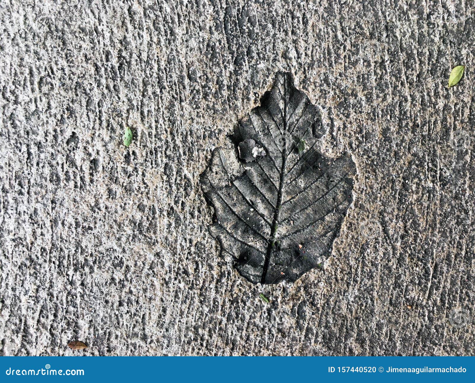 Concrete Leaf in the Cement Stock Photo - Image of concrete ...