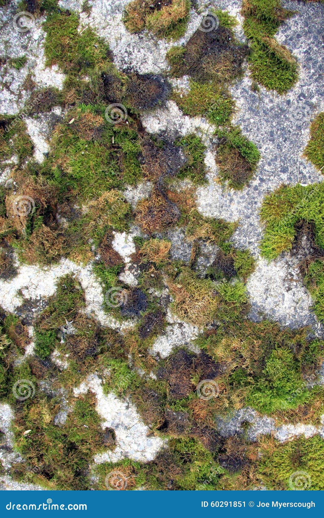 Concrete Moss Covered Texture Stock Image - Image of weathered, color ...