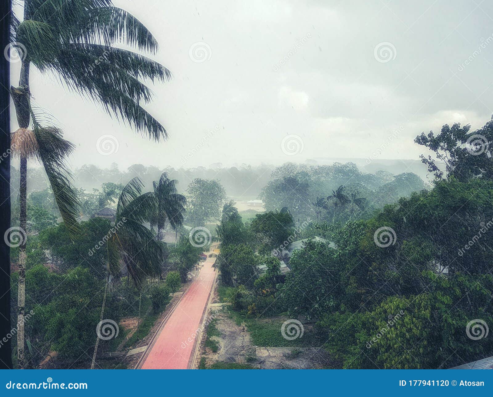 Concrete Path through the Amazon Rain Forest Stock Photo - Image of ...