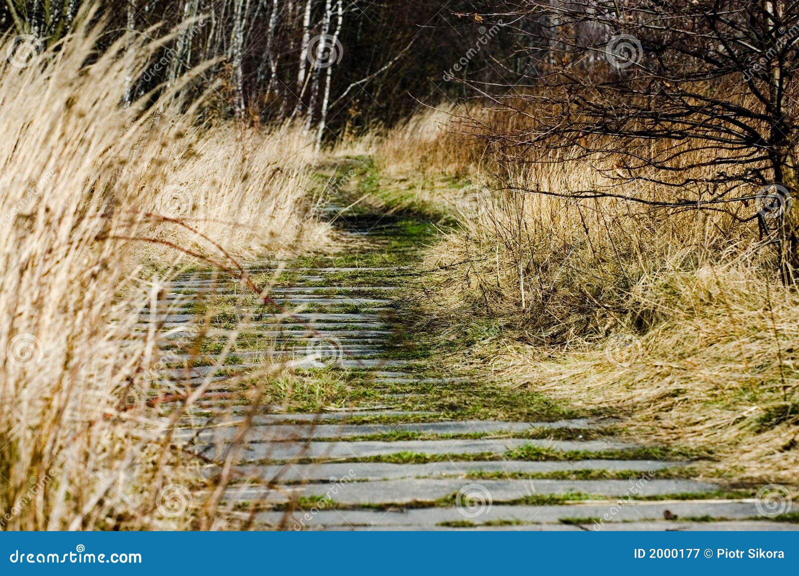 Concrete Path Going through Grass Stock Image - Image of daytime ...