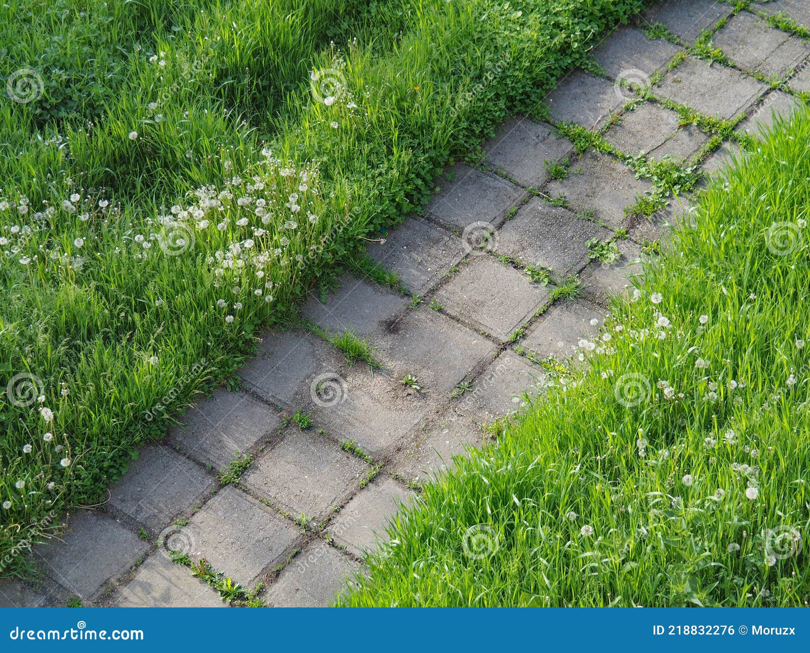 Concrete Path through Green Grass Stock Photo - Image of concrete, road ...