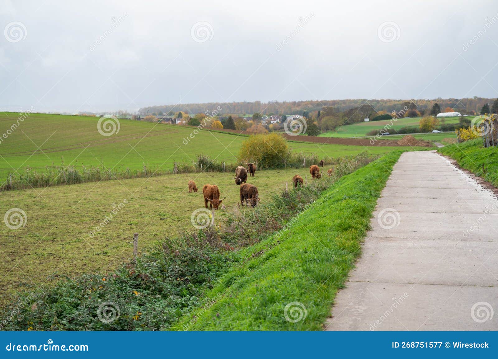 Concrete Path on the Side of a Green Feld with Grazing Cows Stock Image ...