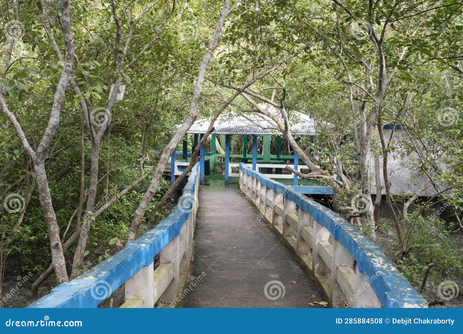Concrete Path Structure through Mangrove Forest Stock Photo - Image of ...