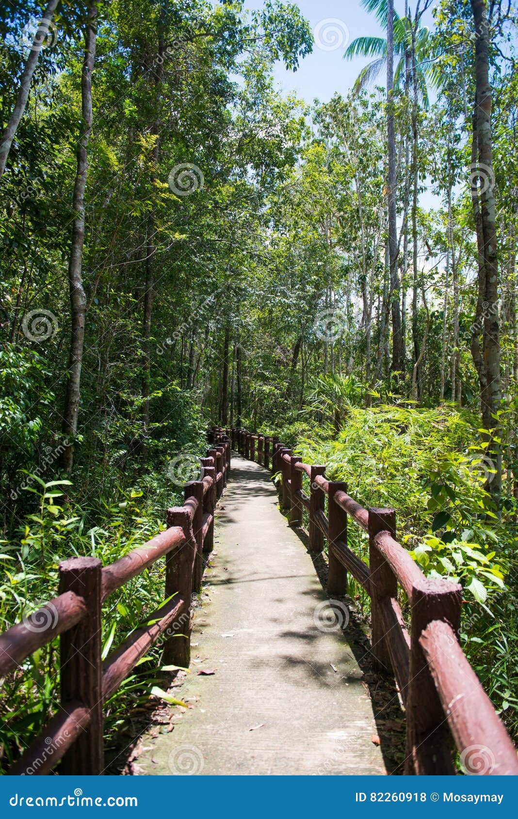 Concrete Pathway Bridge in Forest Stock Photo - Image of outside ...
