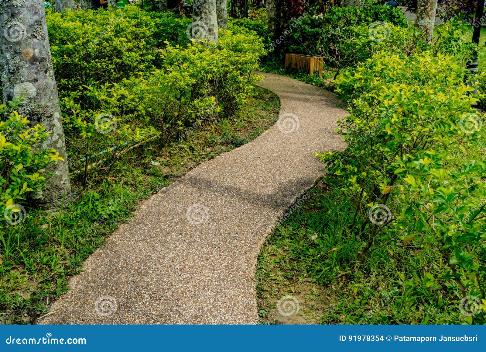Concrete Pathway in the Park Stock Photo - Image of plant, summer: 91978354