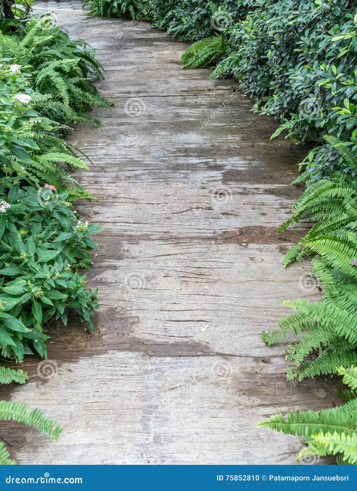 Concrete Pathway in the Park Stock Photo - Image of flora, green: 75852810