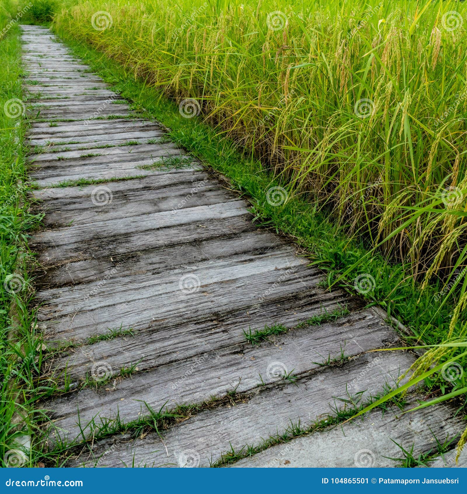 Paddy filed in Thailand stock image. Image of harvest - 104865501