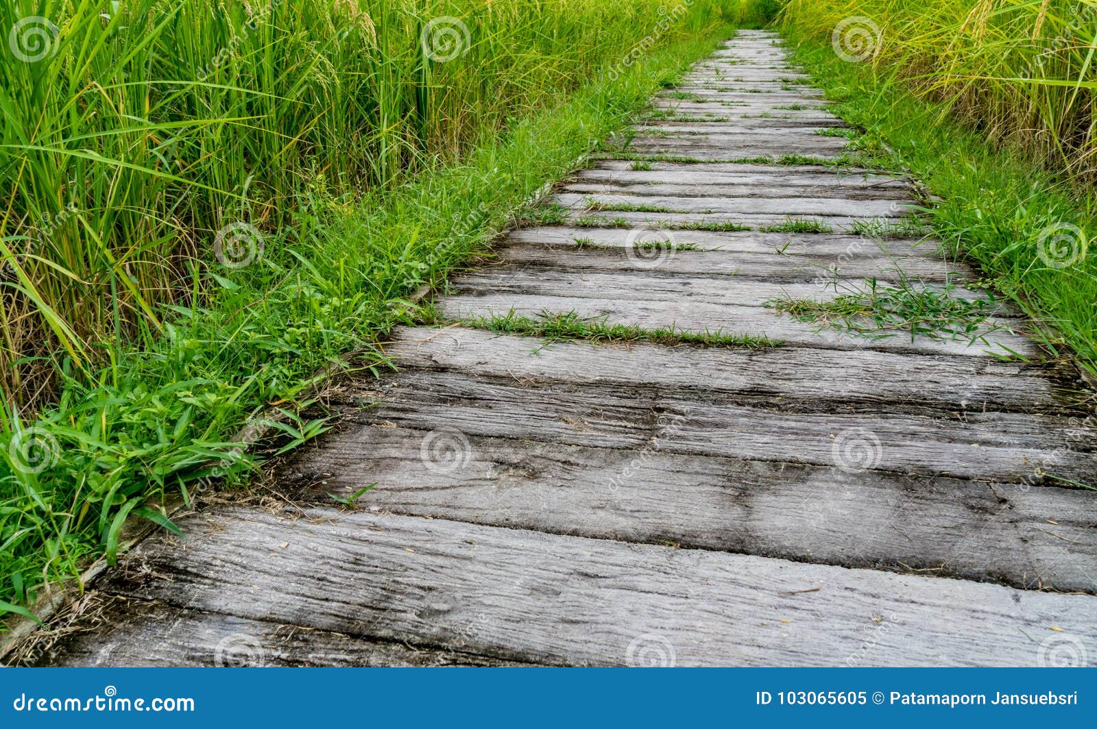 Paddy filed in Thailand stock image. Image of nature - 103065605